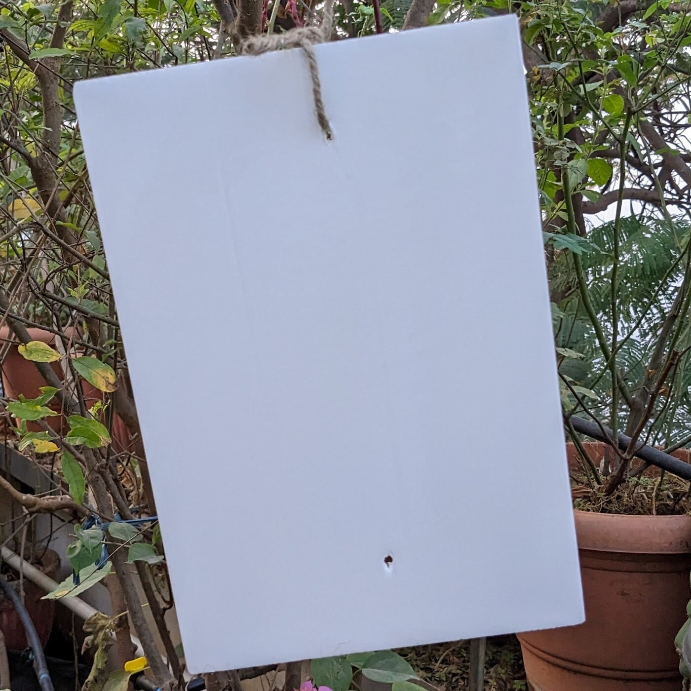 White Sticky Trap for Insects A4 size (210*297)