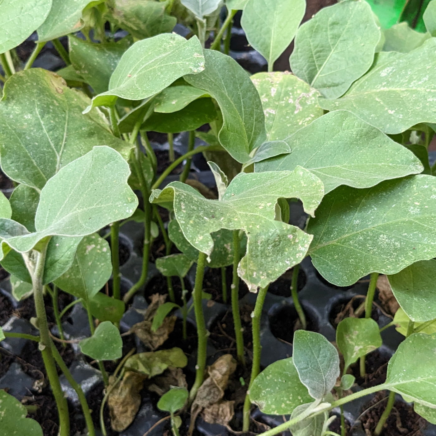5 Seedlings of Black Round Brinjal / Kala Gol Baigan | Organic Seeds ...