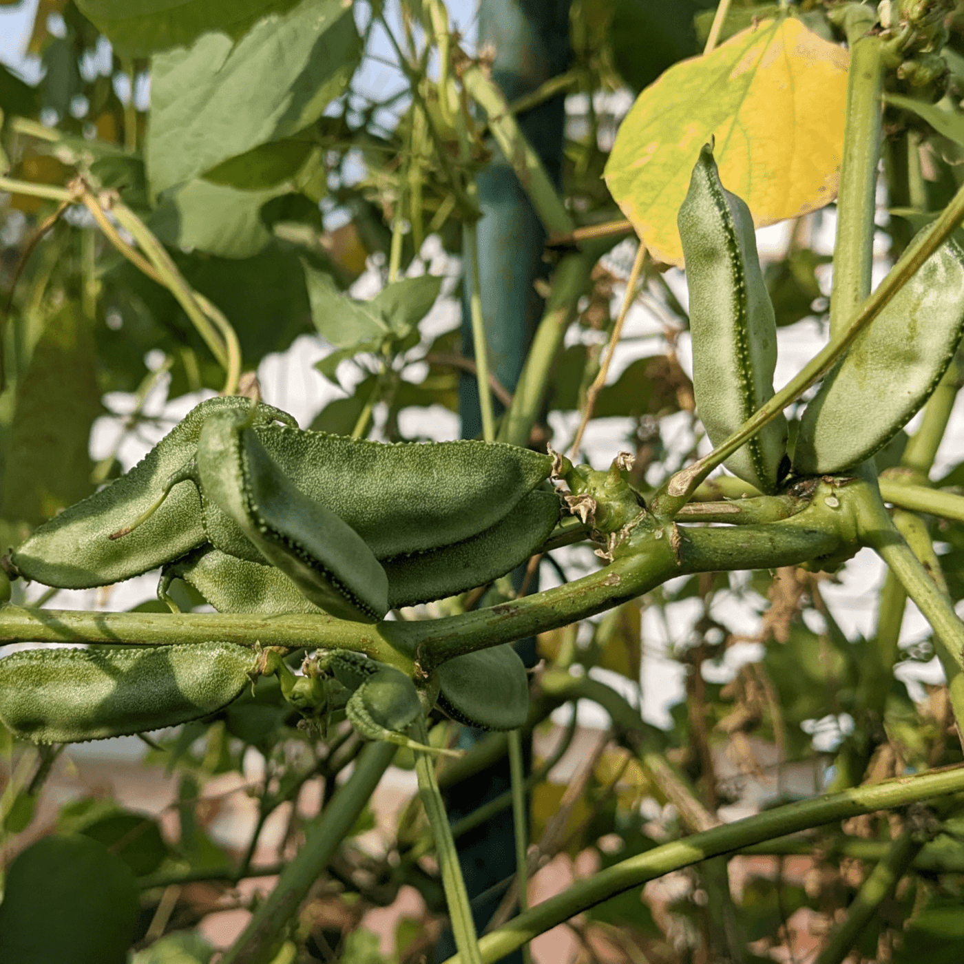 Organic Kanupu chikkudu Seeds 6 to 8 | Heirloom short beans