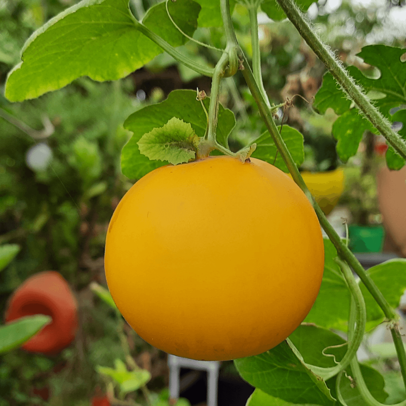 Yellow Cucumber (Dosakaya) 15 to 20 seeds