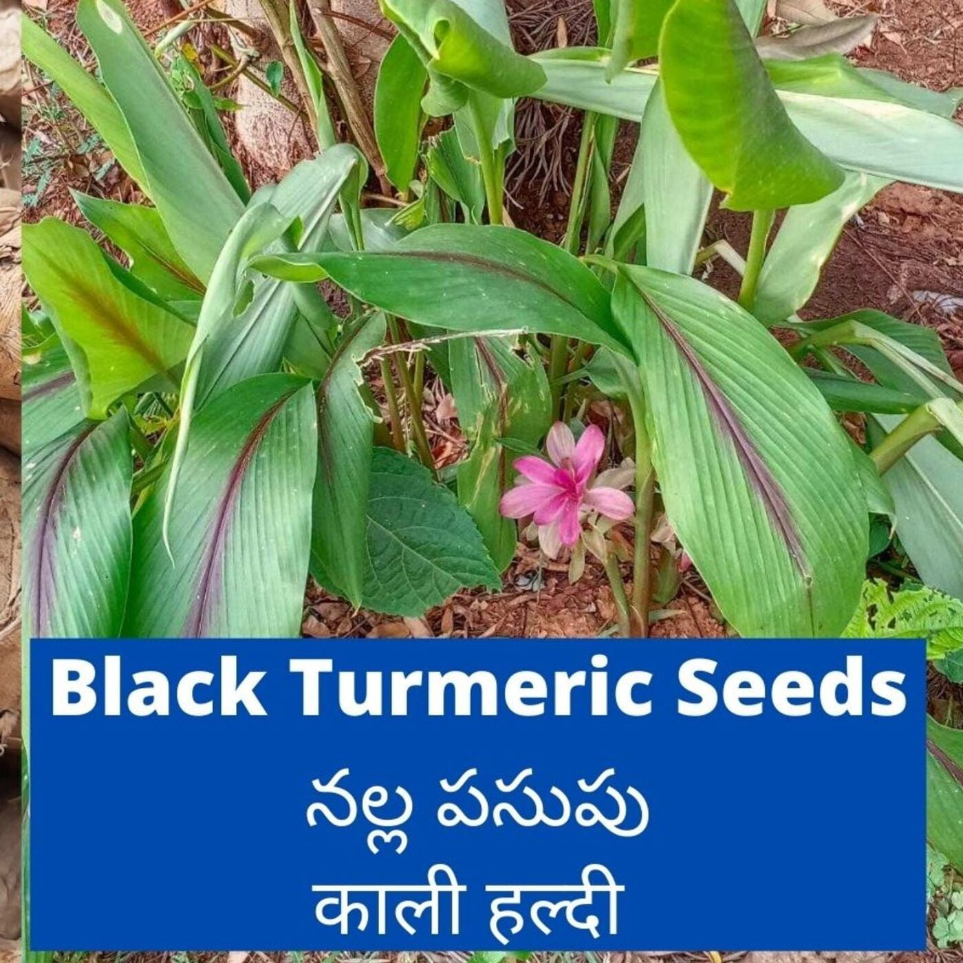 Black Turmeric Seed Rhizomes