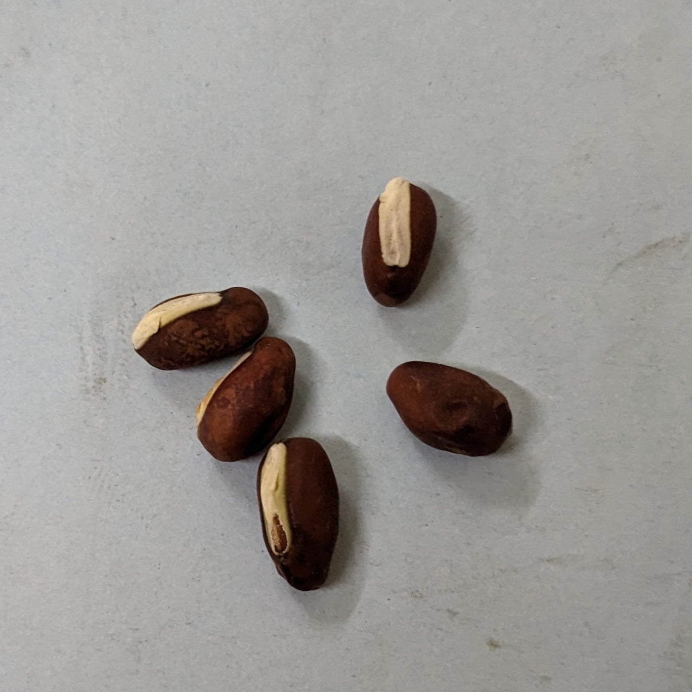 6 to 8 seeds Teega Chikkudu | Broad beans | తీగ చిక్కుడు