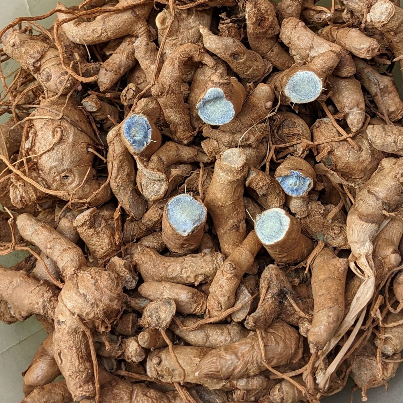 Black Turmeric Seed Rhizomes