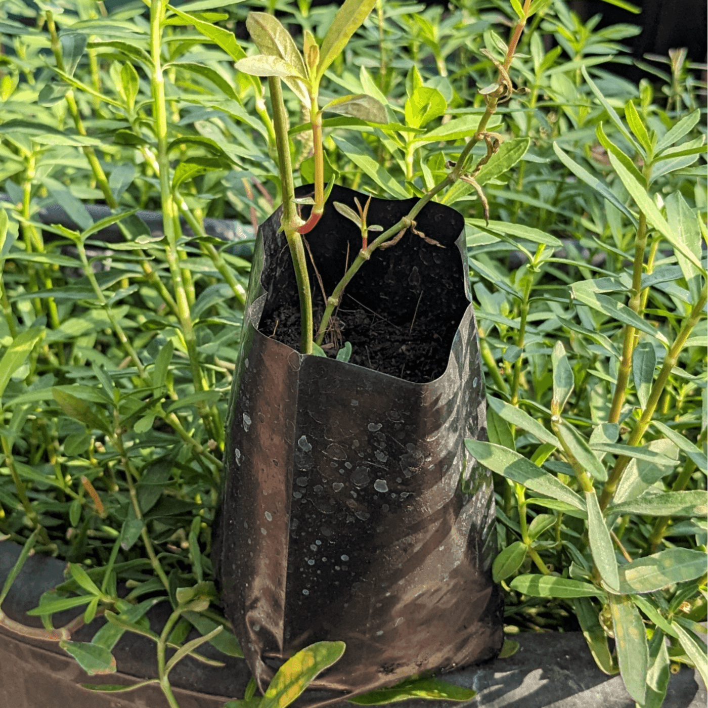 Ponnaganti Plant, Indian Ponnanganni Keerai, పొన్నగంటికూర